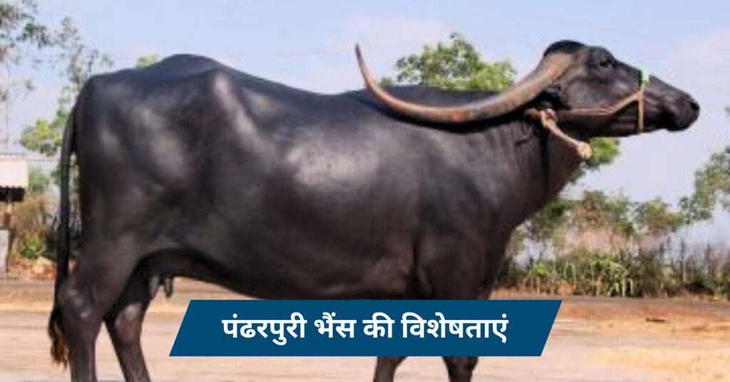 पंढरपुरी भैंस की विशेषताएं - Pashudhan Praharee | Pet Care Blog