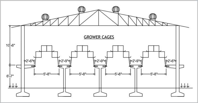 Basics of Layer Farming : Practical Points to Start Layer Farm in India ...