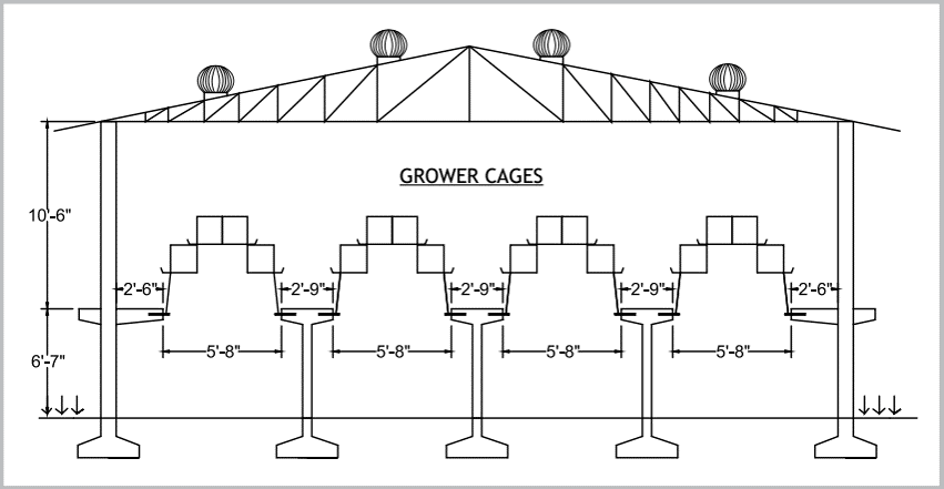 Basics of Layer Farming : Practical Points to Start Layer Farm in India ...