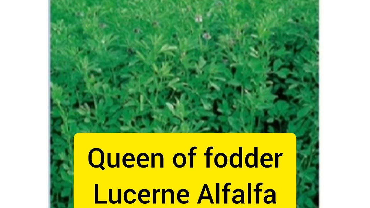 Lucerne Plant In Hindi