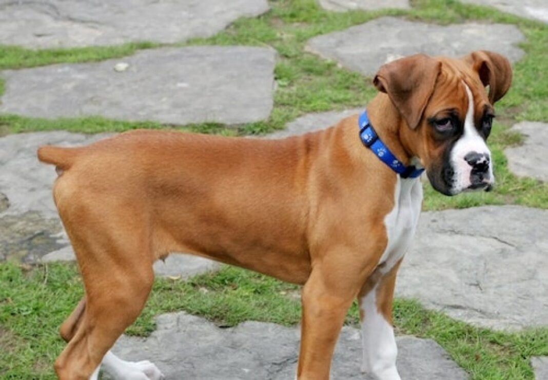 Non-Therapeutic Tail Docking and Ear-Cropping Mutilations Procedure is ...