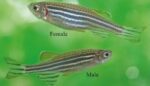 Zebrafish as an Alternate Animal Model for Biomedical Research ...