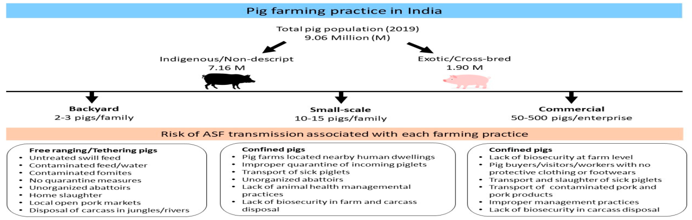 Mitigating the Threat of African Swine Fever in Indian Pig Populations ...