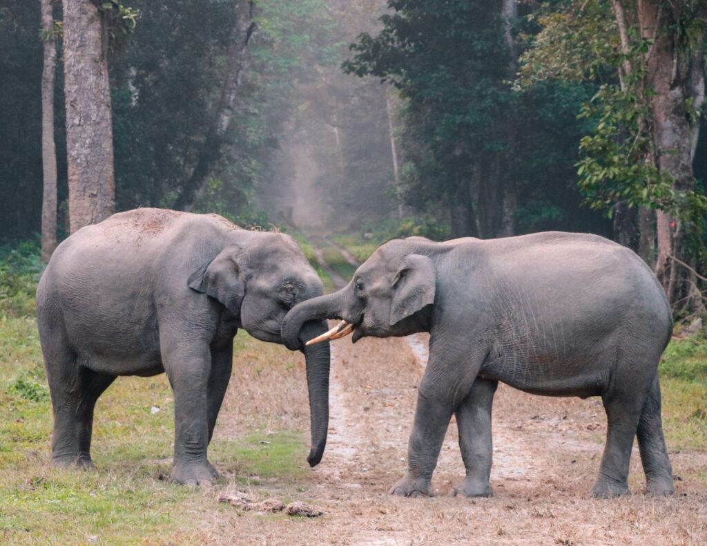 Decoding the Animal Communication Signals with the help of AI ...