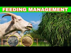 FEEDING MANAGEMENT IN GOATS - Pashudhan Praharee | Pet Care Blog