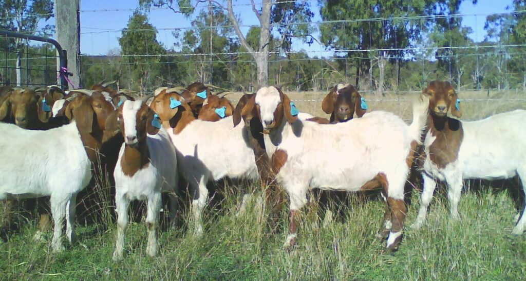 MANAGEMENT OF BREEDING AND DEVELOPMENT STRATEGIES IN GOAT FARMS ...