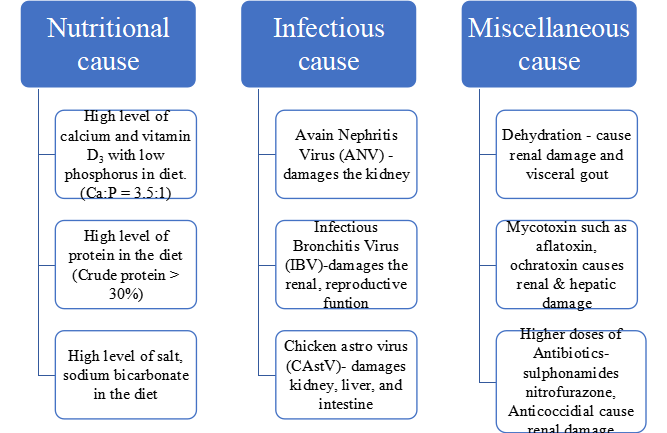 THE IMPACT OF GOUT ON POULTRY HEALTH AND PRODUCTIVITY - Pashudhan ...