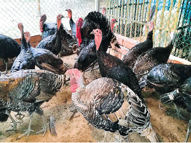 TURKEY FARMING - Pashudhan Praharee | Pet Care Blog