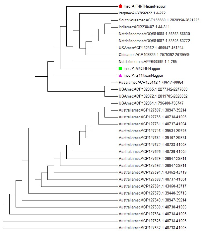 ANTIBIOTIC RESISTANCE AND PHYLOGENETIC PROFILING OF METHICILLIN ...