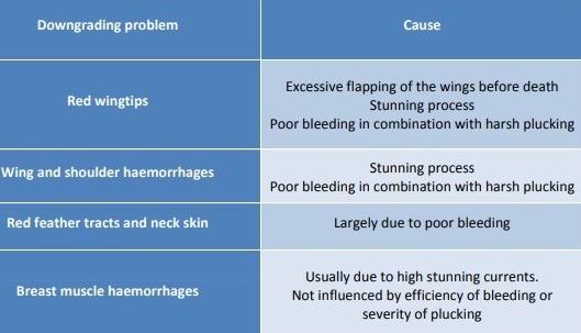 Key Notes on Poultry Carcass Quality - Pashudhan Praharee | Pet Care Blog