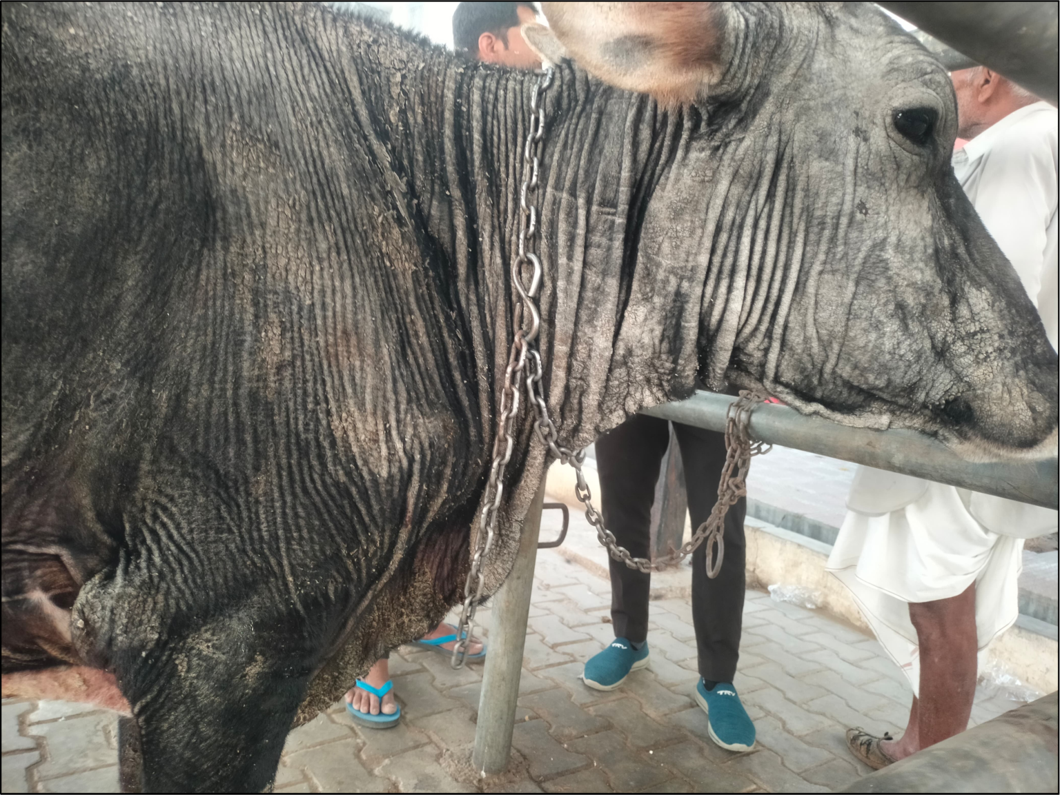 Zinc deficiency in a Indian zebu cattle – A Case Report - Pashudhan ...