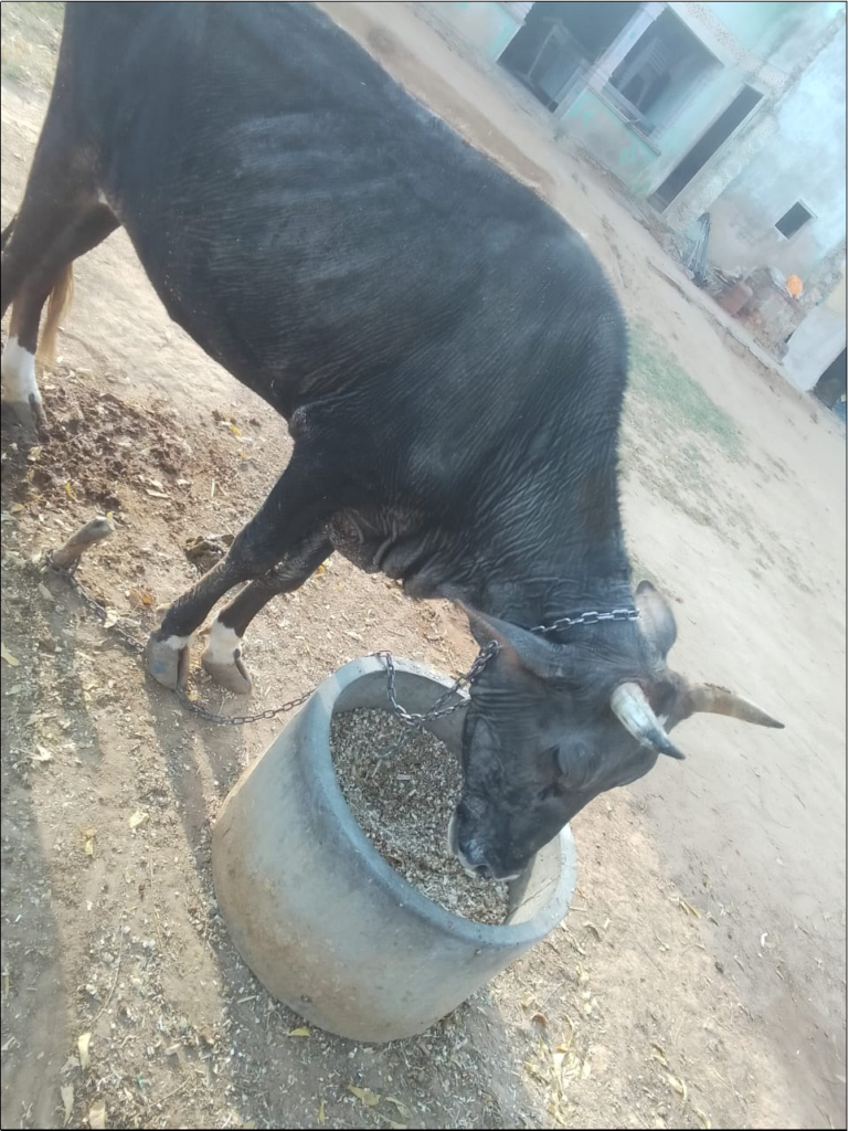 Zinc deficiency in a Indian zebu cattle – A Case Report - Pashudhan ...
