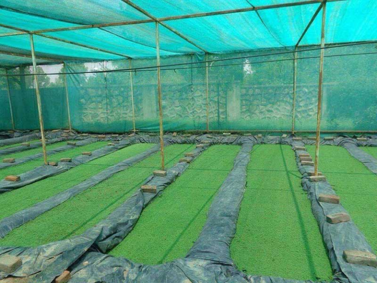 AZOLLA – THE UNCONVENTIONAL FEED FOR LIVESTOCK - Pashudhan Praharee ...