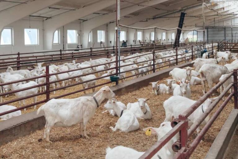 CONSTRUCTION AND DESIGNING OF HOUSING FOR COMMERCIAL GOAT FARMS ...