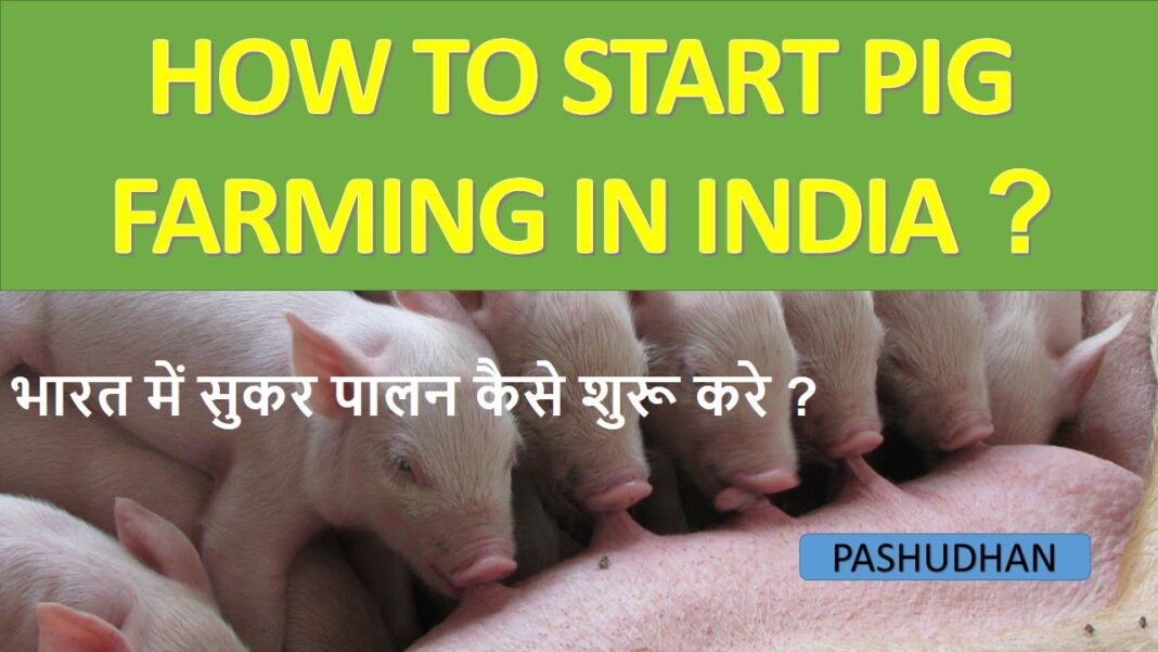 Pig Farming in India: A SWOT Analysis for Sustainable Growth ...