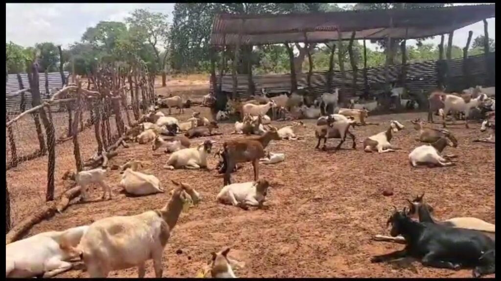 Goat farming practices followed by Indian farmers - Pashudhan Praharee ...