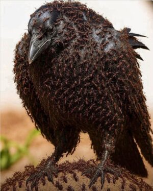 Anting Behavior in Birds: Nature’s Feather-Cleansing Ritual - Pashudhan ...
