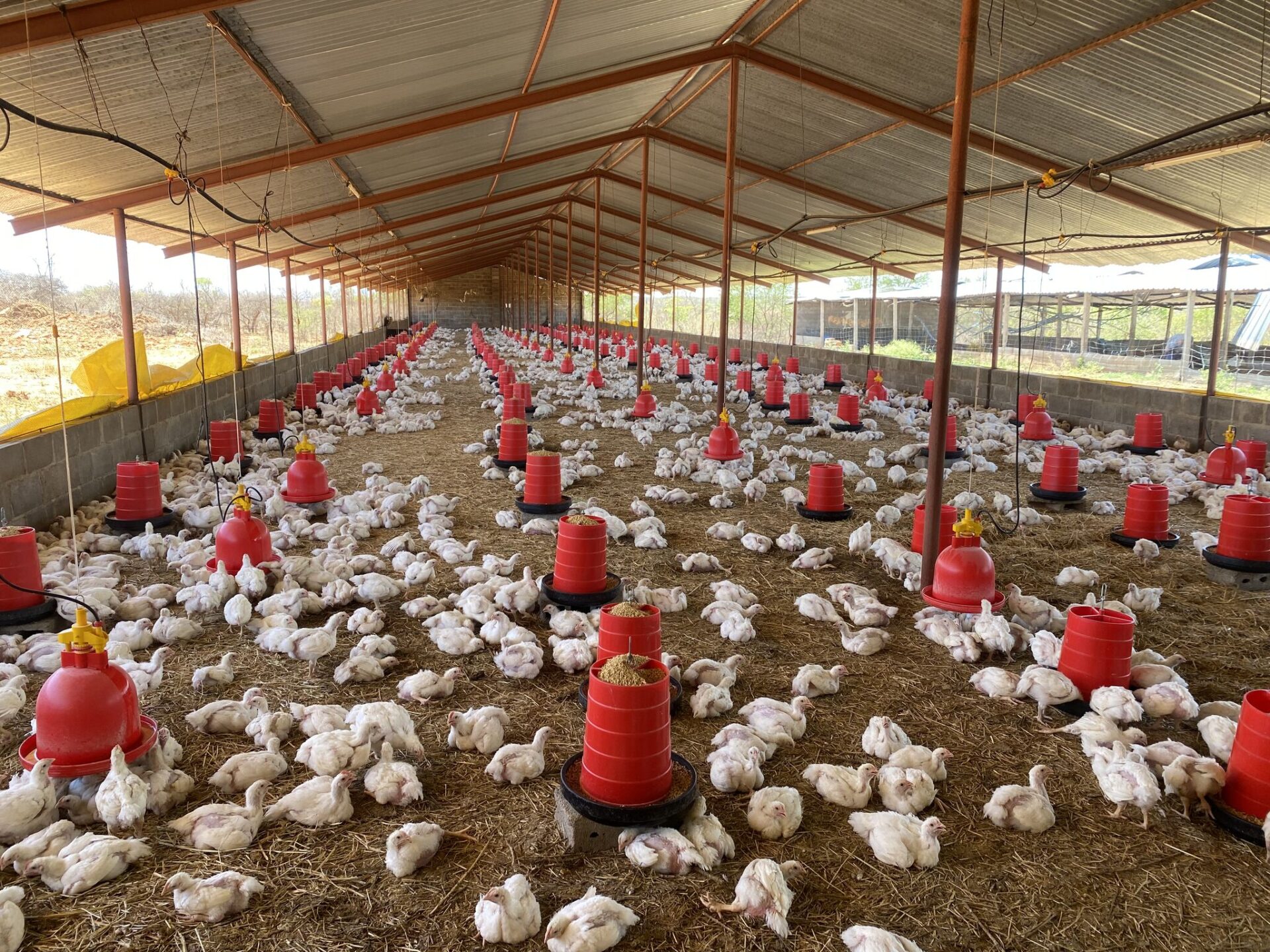 India’s Poultry Industry Eyes $40 Billion by 2030—But Who Will Lead the ...