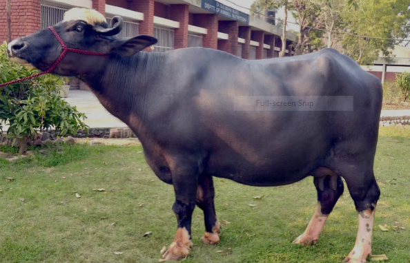 Buffalo Farming: A Practical Guide for Bhartiya Kisan - Pashudhan ...