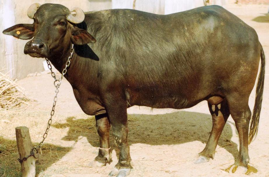 Buffalo Farming: A Practical Guide for Bhartiya Kisan - Pashudhan ...