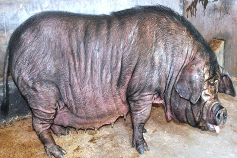 Pig Farming in India: A Practical Guide for Building Sustainable ...