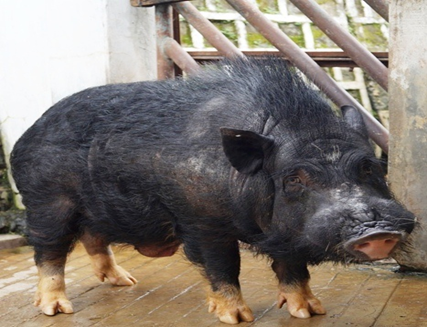 Pig Farming in India: A Practical Guide for Building Sustainable ...