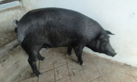 Pig Farming in India: A Practical Guide for Building Sustainable ...
